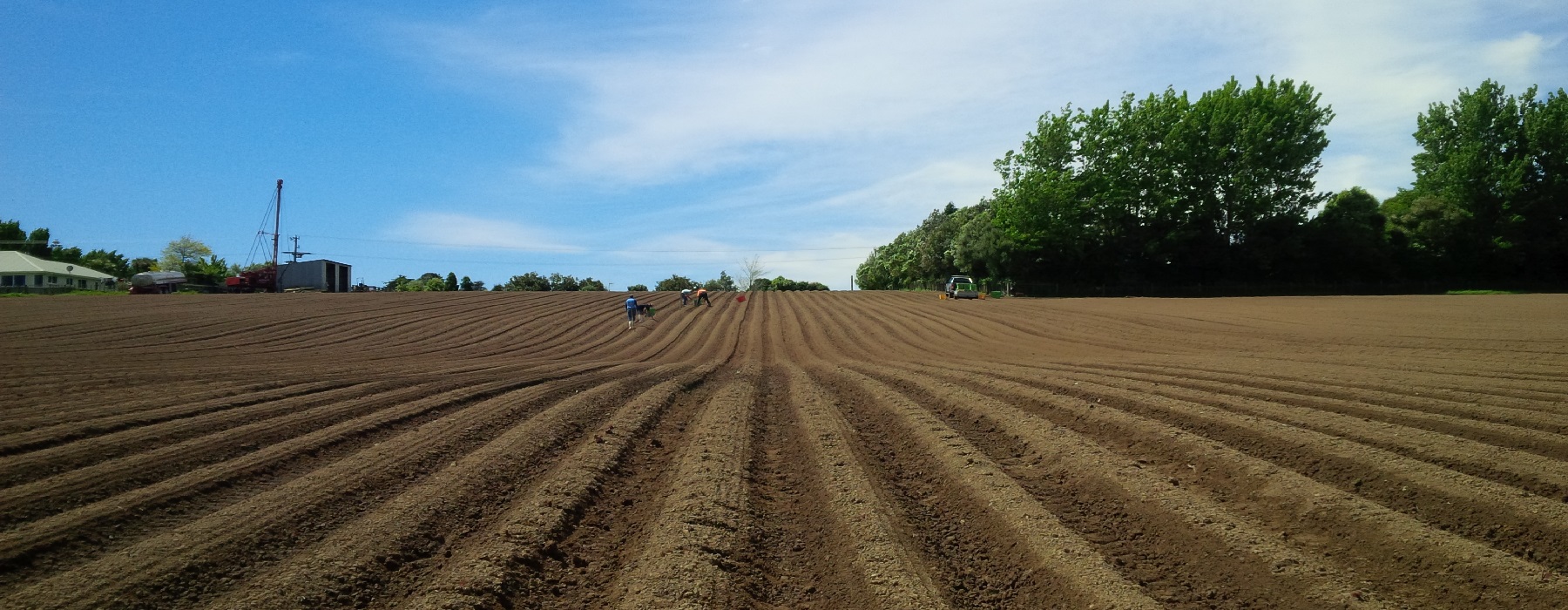 Production Process | Western Harvest